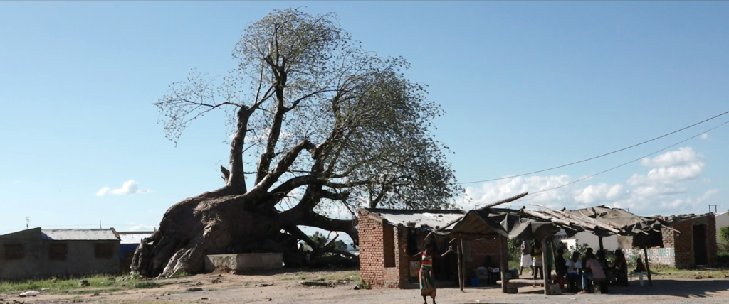 Under the Baobab Tree | Bubbles Project